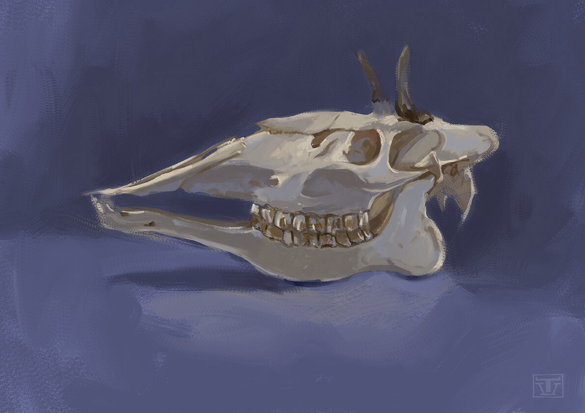 ArtStation - Animals skulls
