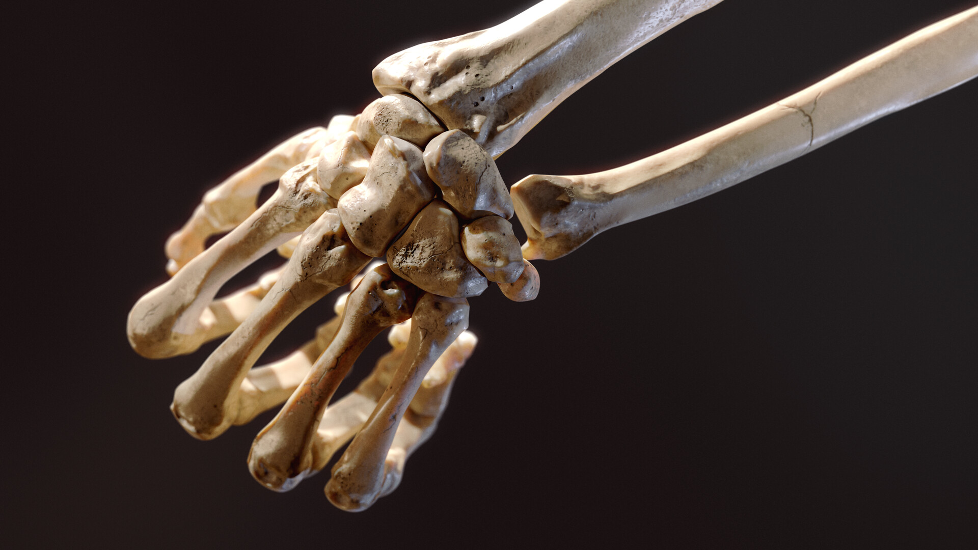 ArtStation - Upper Extremity Bones (Arm)