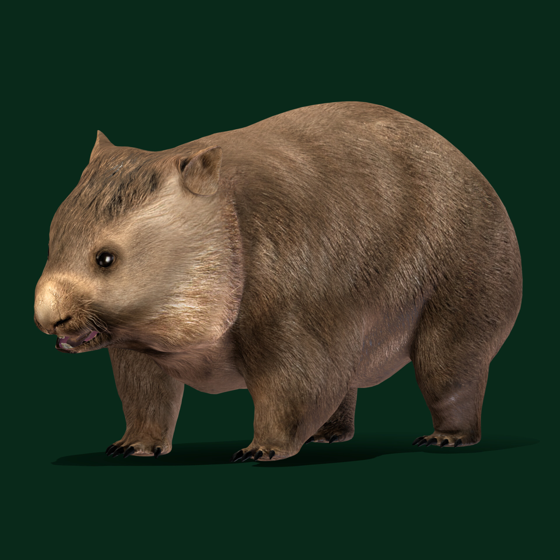 ArtStation - Wombats Joey Animal 3D Model