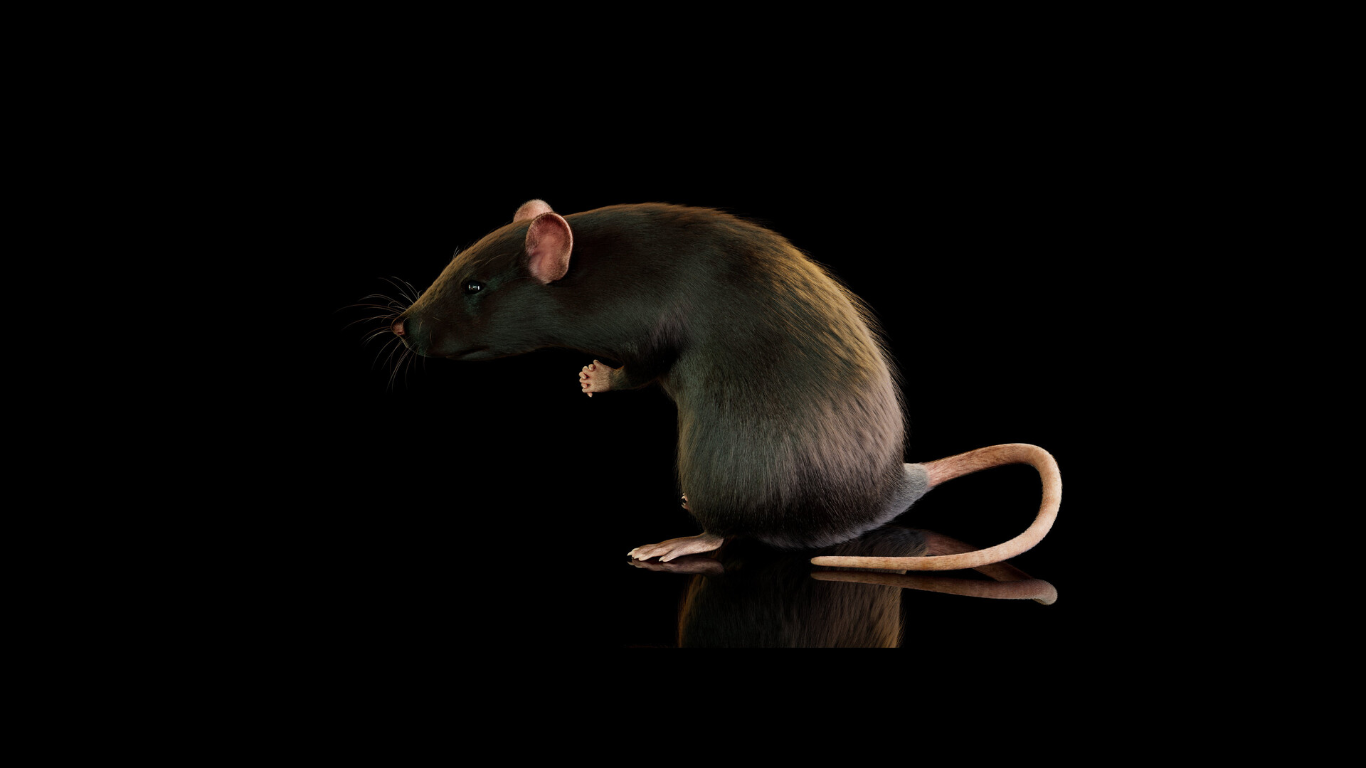 ArtStation - Rat