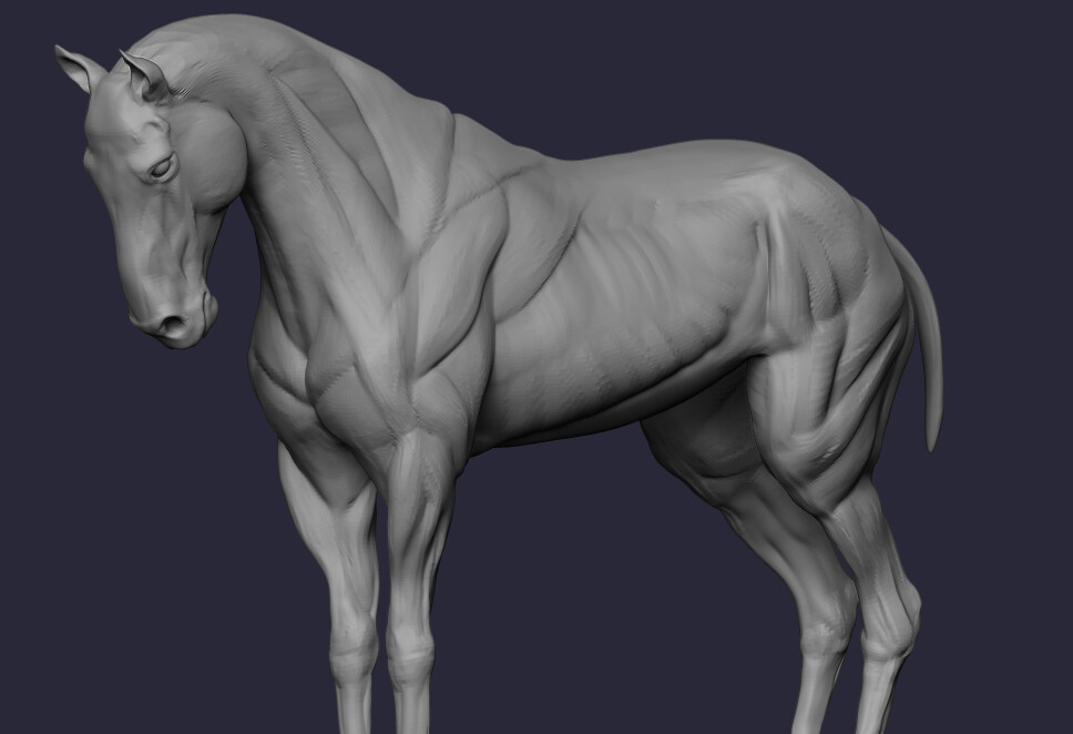 ArtStation - Horse Ecorche Study