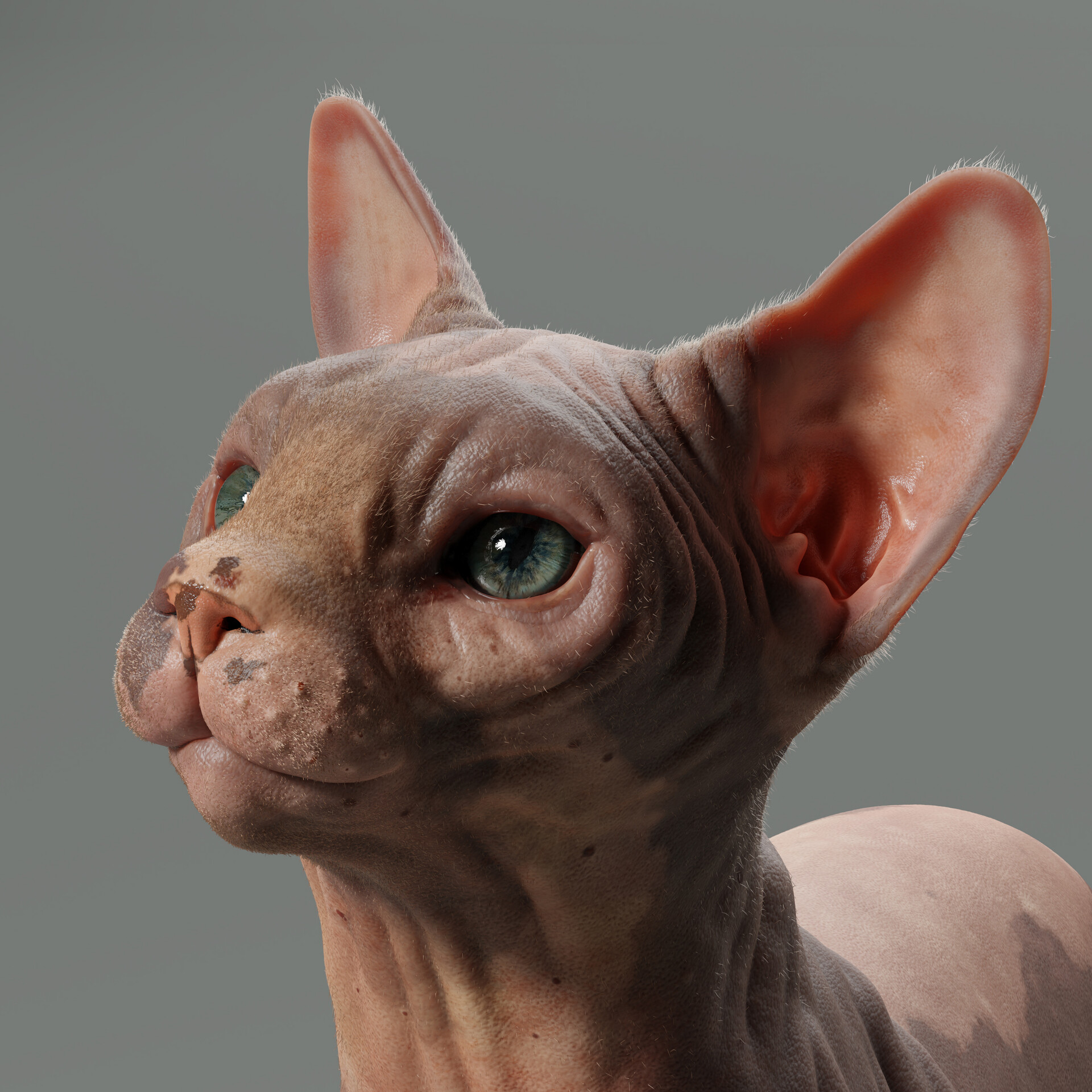 ArtStation - Sphynx Cat