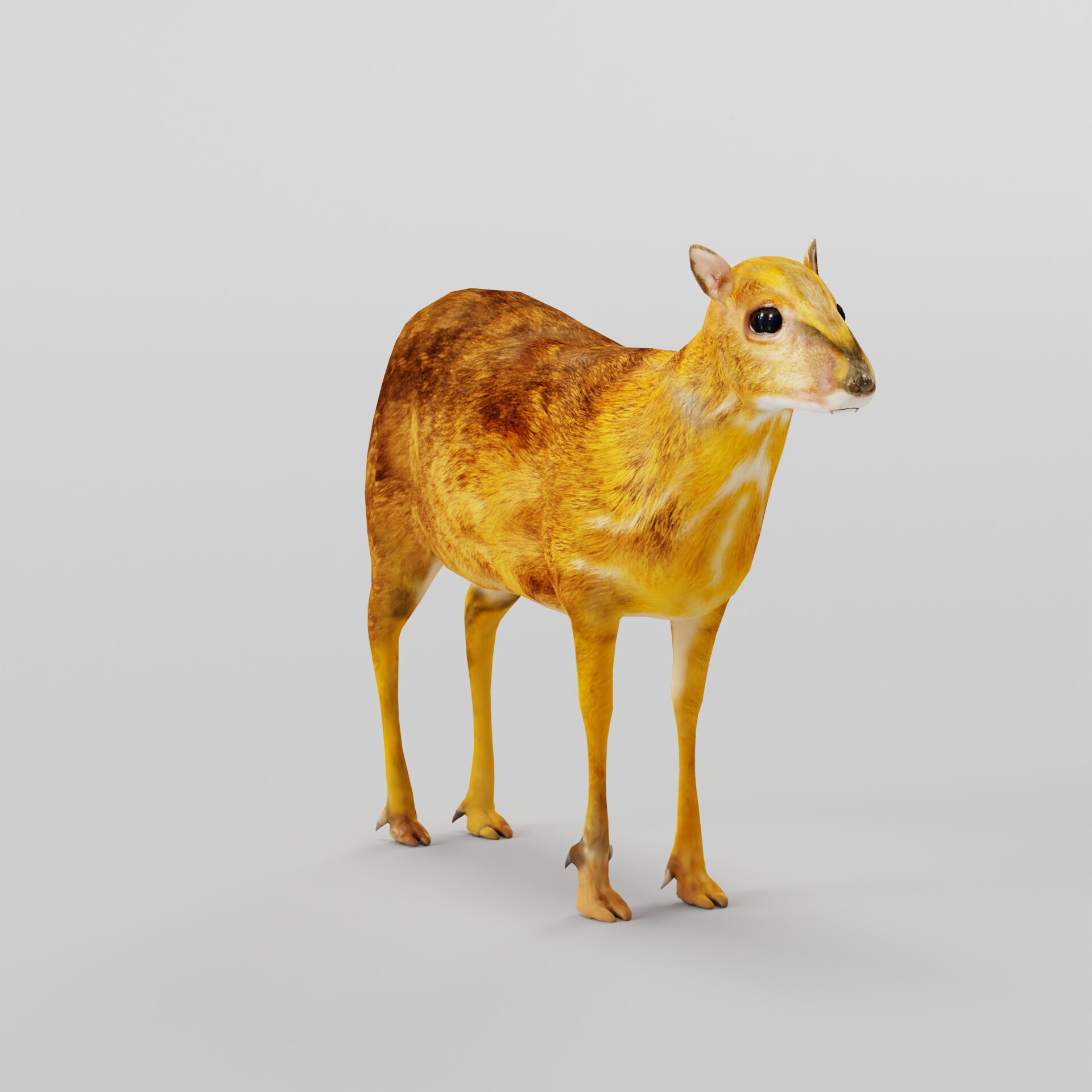 Nyilonelycompany - Fanged Mouse-Deer Chevrotains Animal