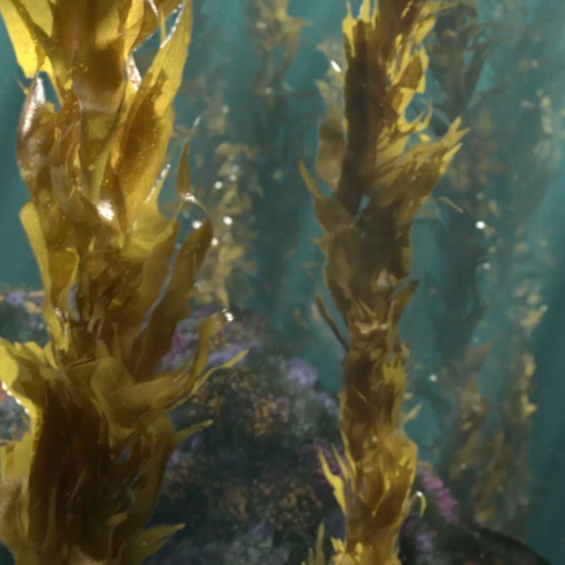 ArtStation - Under the Kelp Canopy