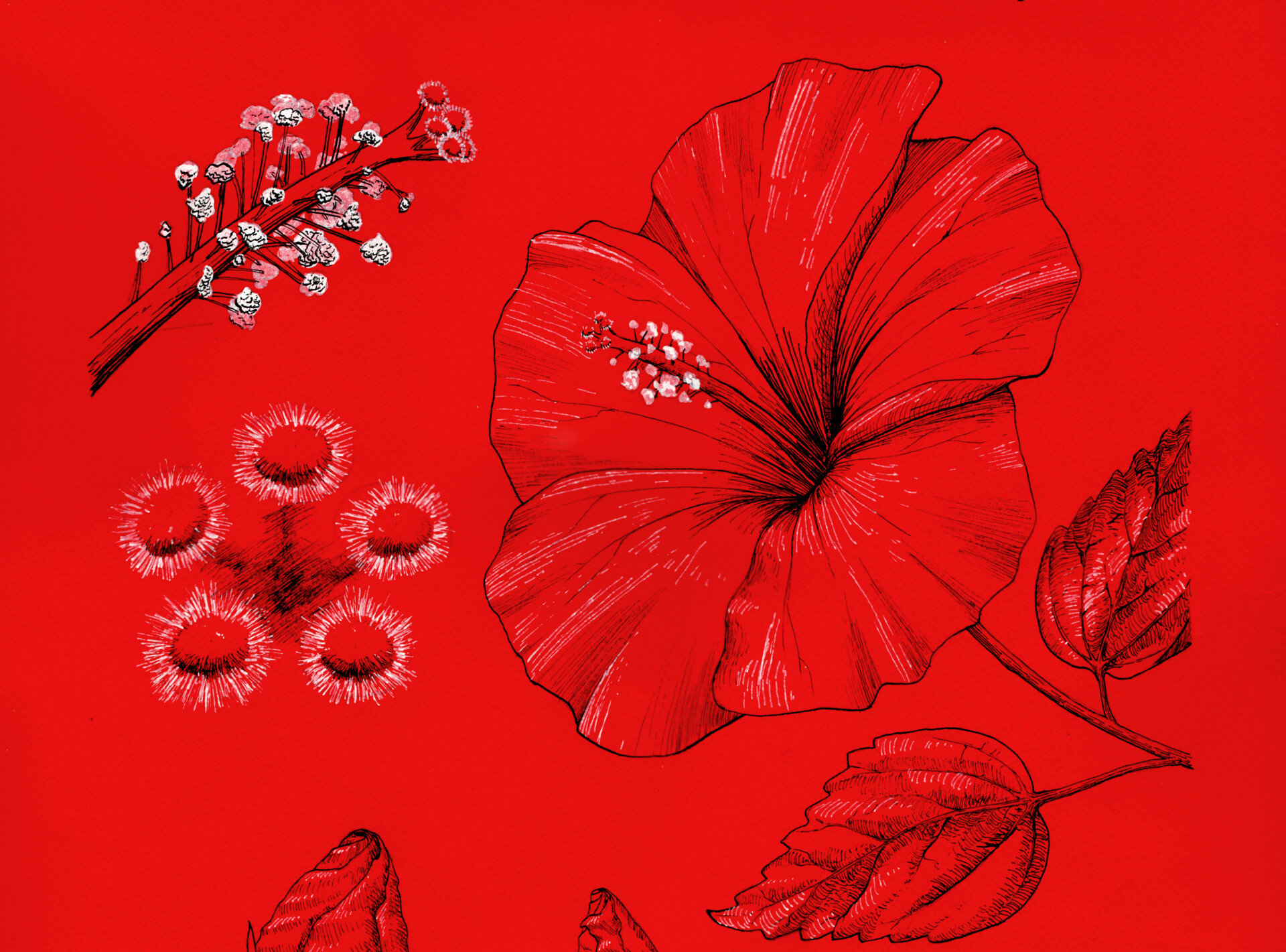 ArtStation - Scientific flower Illustration