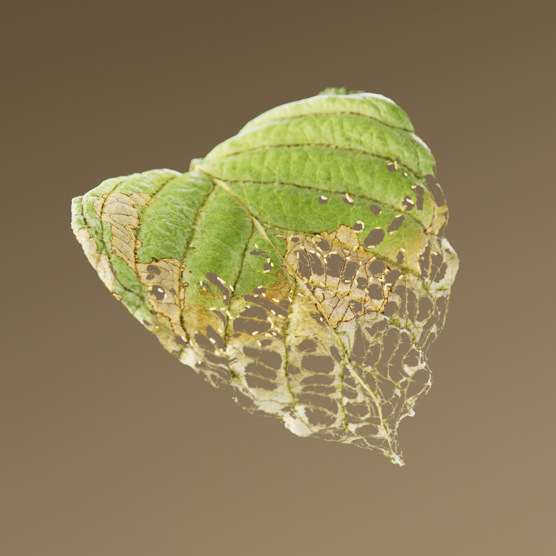 ArtStation - Insects Bites Decay