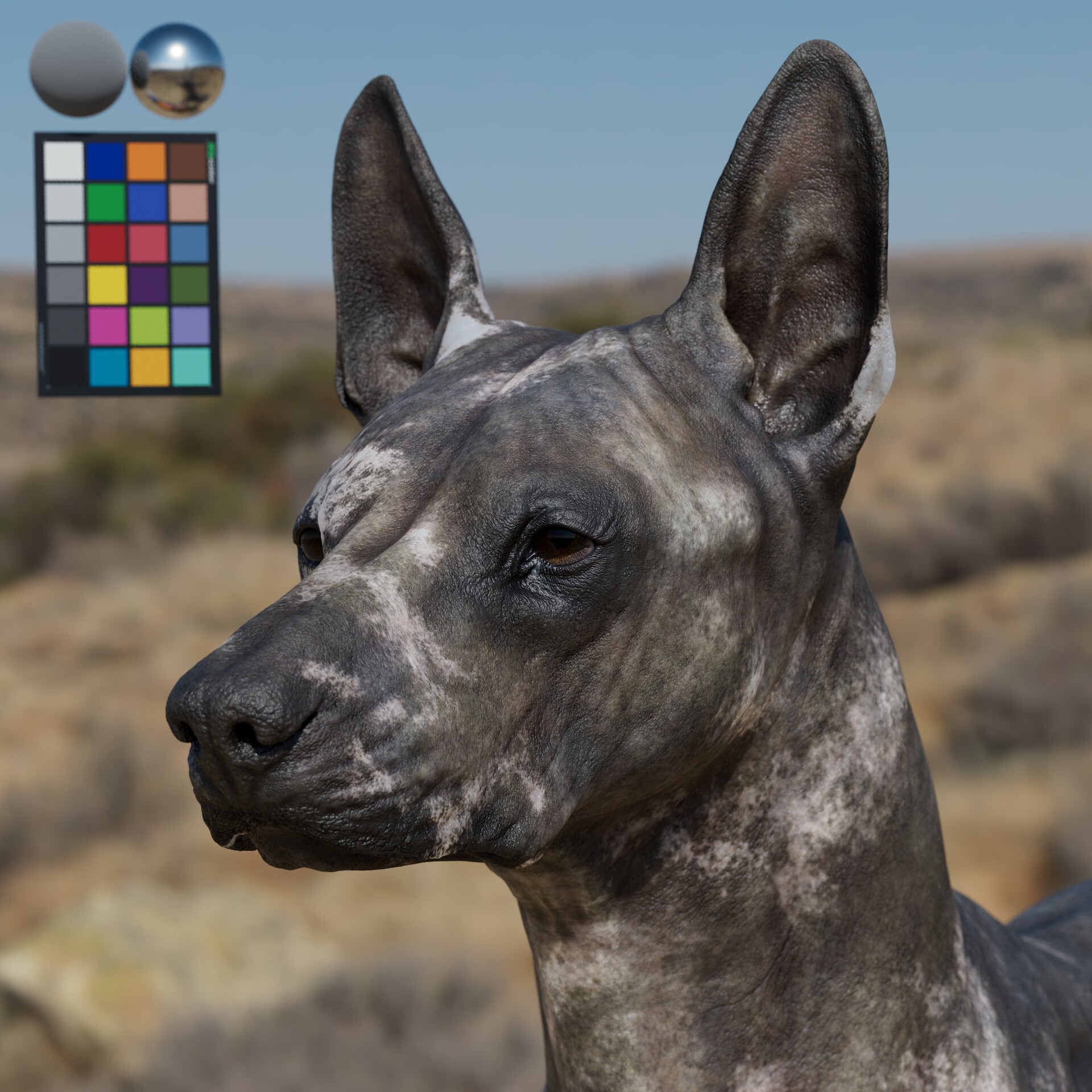 ArtStation - XOLO_DOG