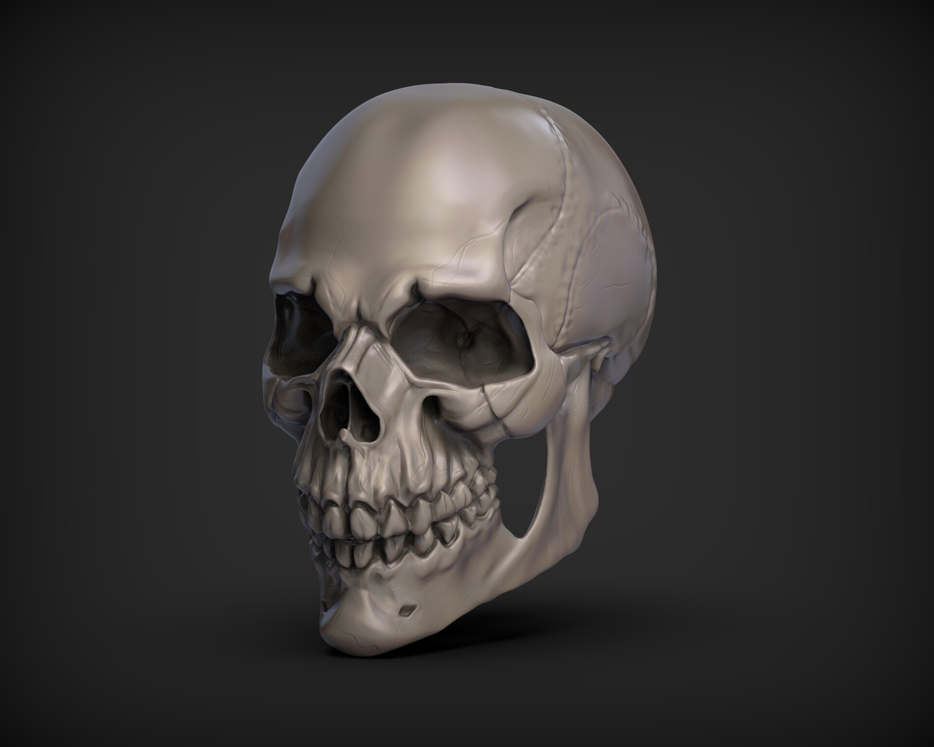 ArtStation - Human Skull - Anatomy Study