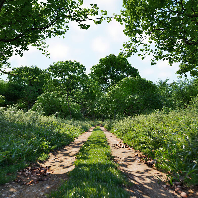 ArtStation - UE5.3 | Trees Vol. 5 Maple Trees