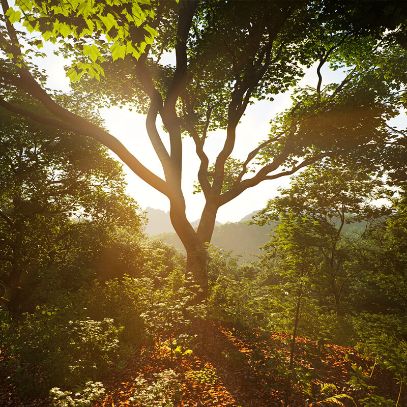 ArtStation - UE5.3 | Trees Vol. 5 Maple Trees | Ultra Realistic Wind ...