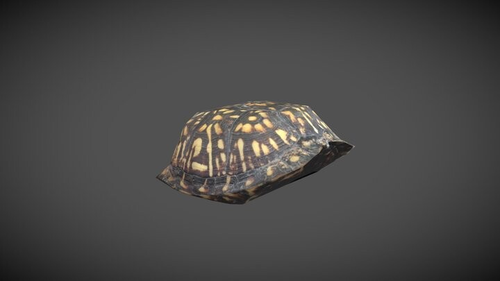 ArtStation - Mobile Ready Turtle Shell