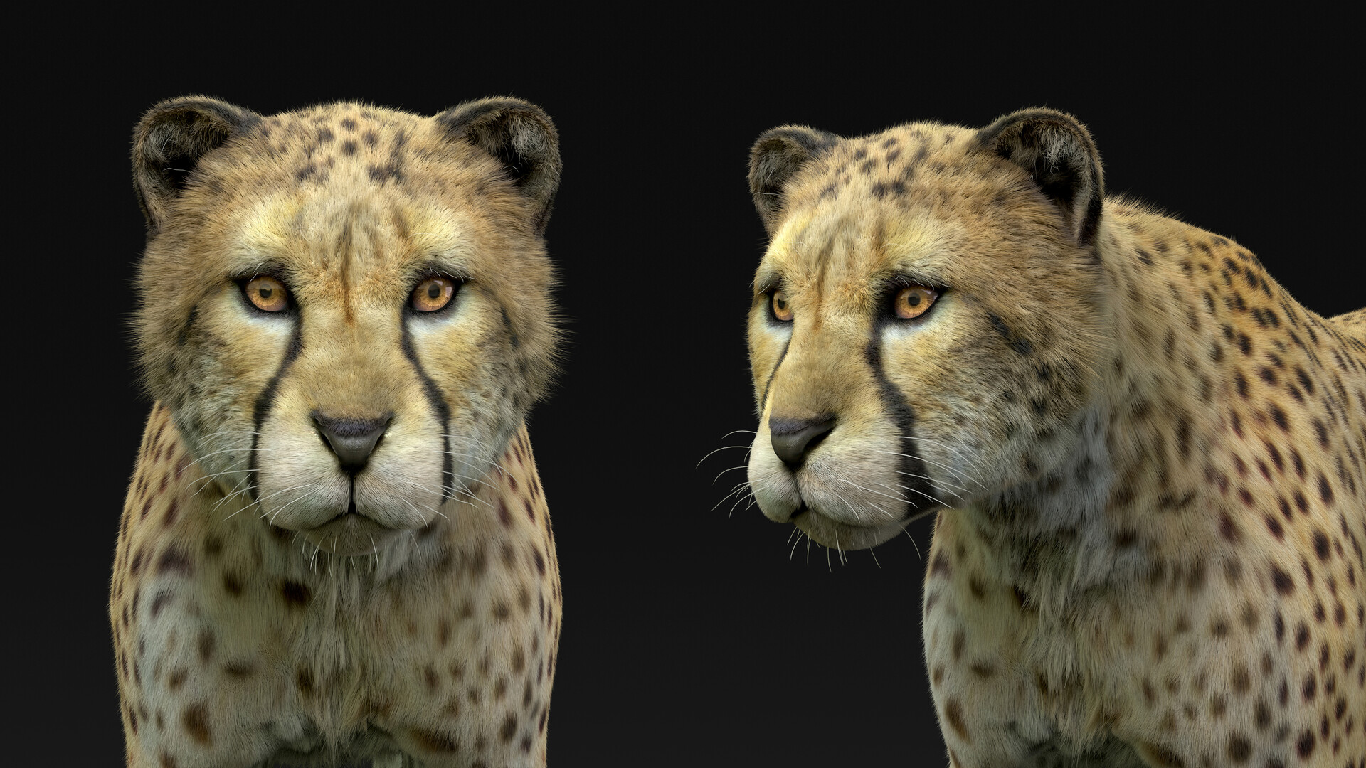 ArtStation - houdini Cheetah muscle and hair design simulation