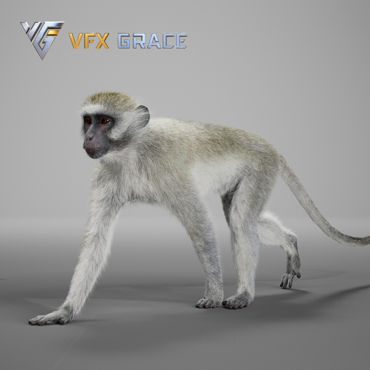ArtStation - Vervet Monkeys - UE Character Asset