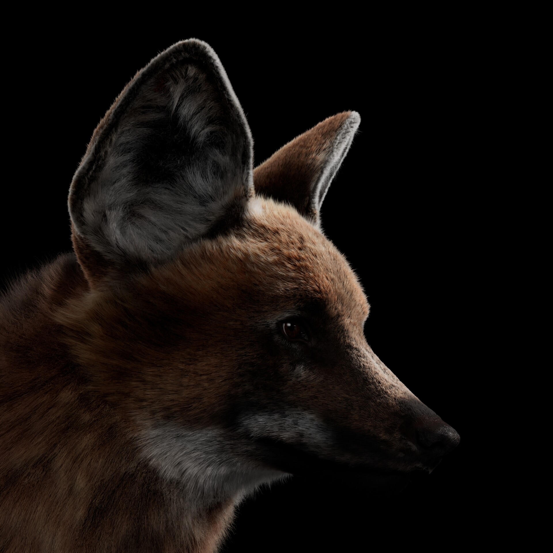 ArtStation - Maned Wolf