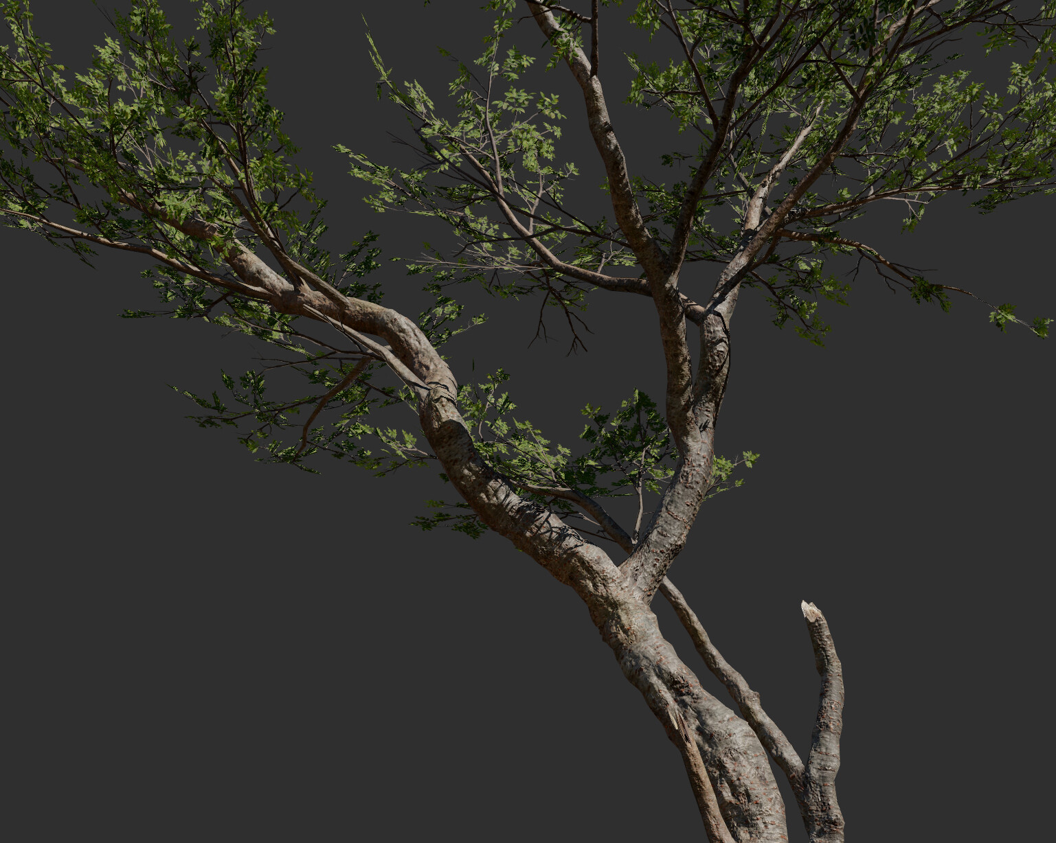 ArtStation - Tree_01