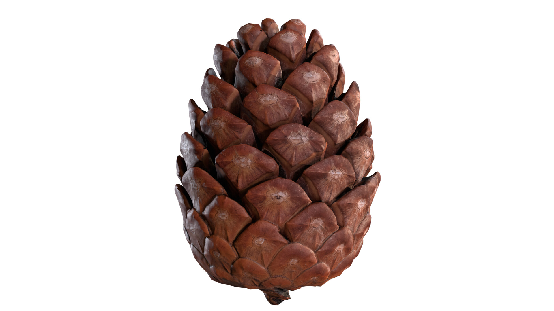 ArtStation - Pine cone Photo Scan