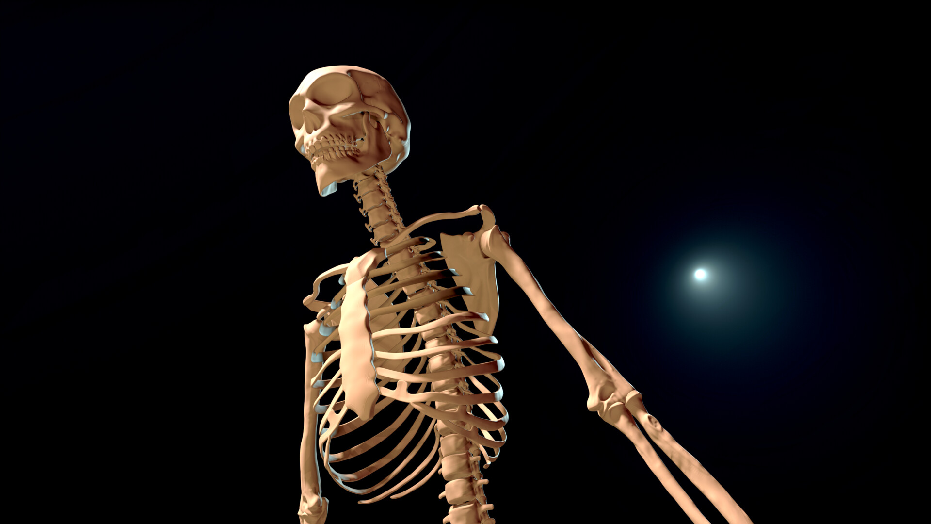 ArtStation - [WIP] Skeleton ecorche High poly