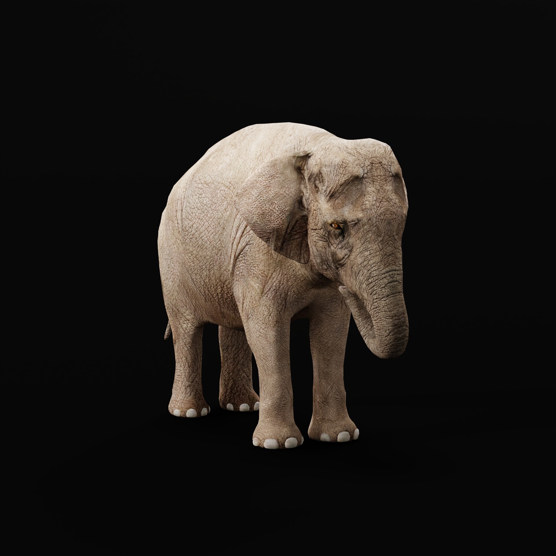 ArtStation - Asian Elephant Adult (Endangered)