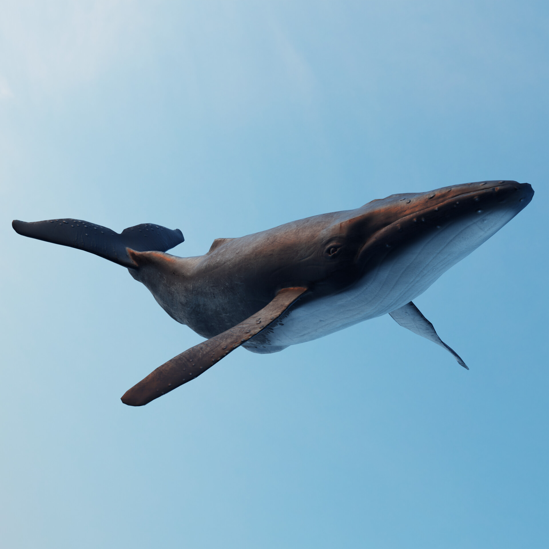ArtStation - Whale - Low Poly 3D model