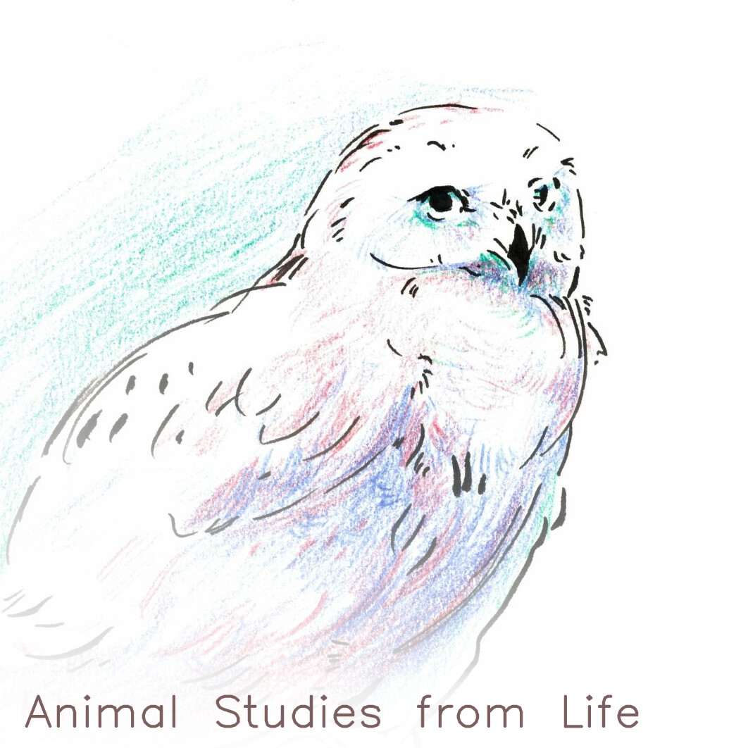 ArtStation - Animal Studies from Life