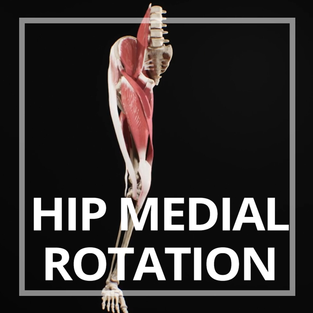 Hip Medial Rotation Muscles