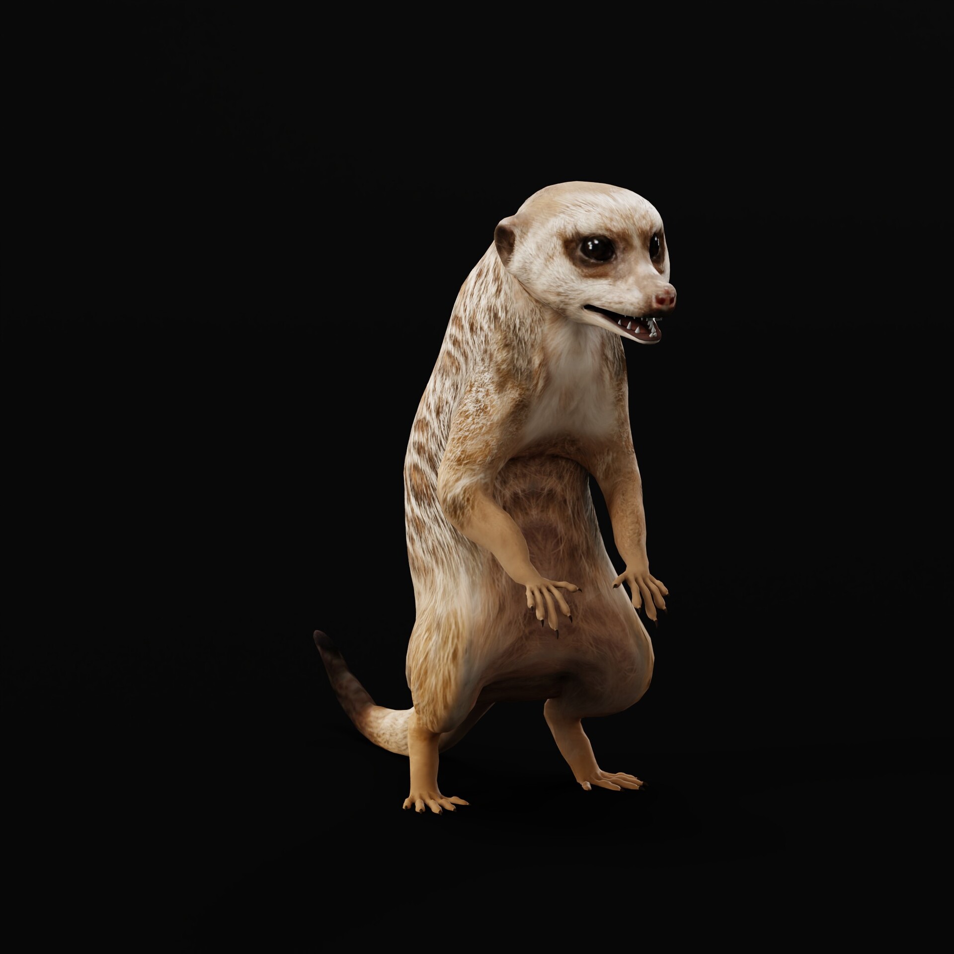 ArtStation - Slender-tailed Meerkat (Mongoose)