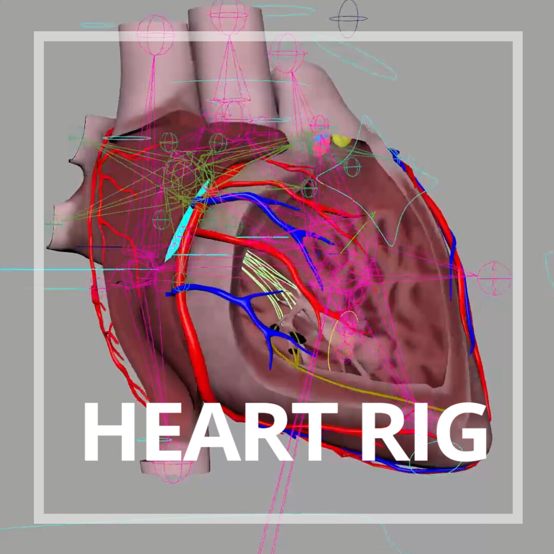 ArtStation - Human Heart Rigging & Animation