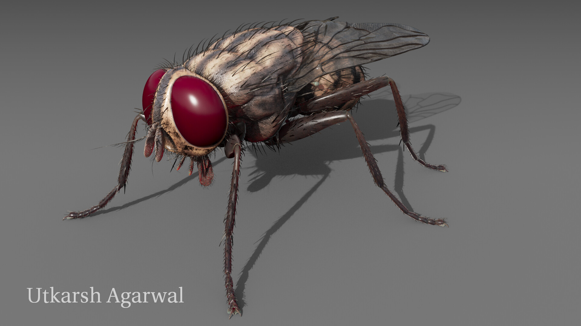 ArtStation - House Fly