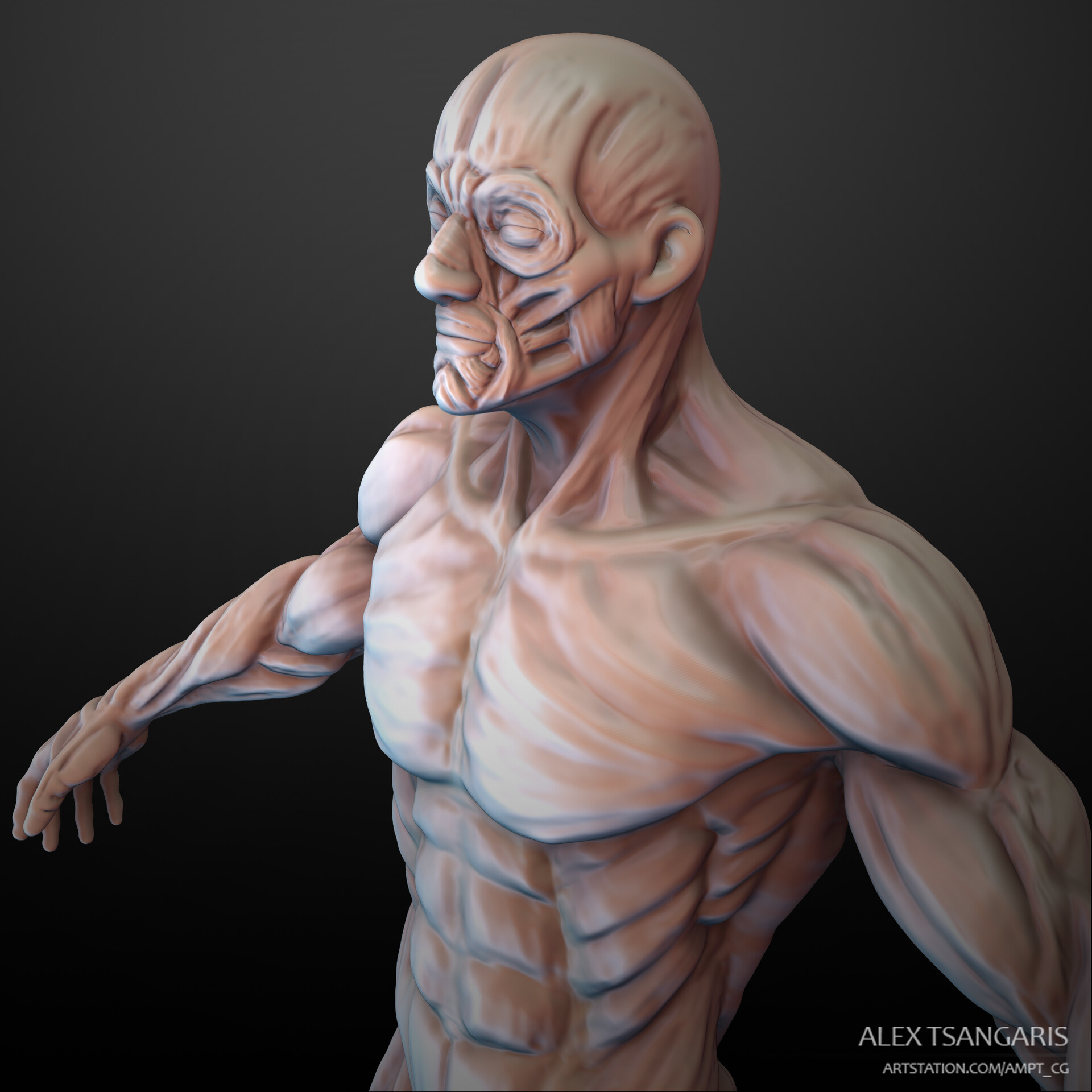 ArtStation - Ecorche Study