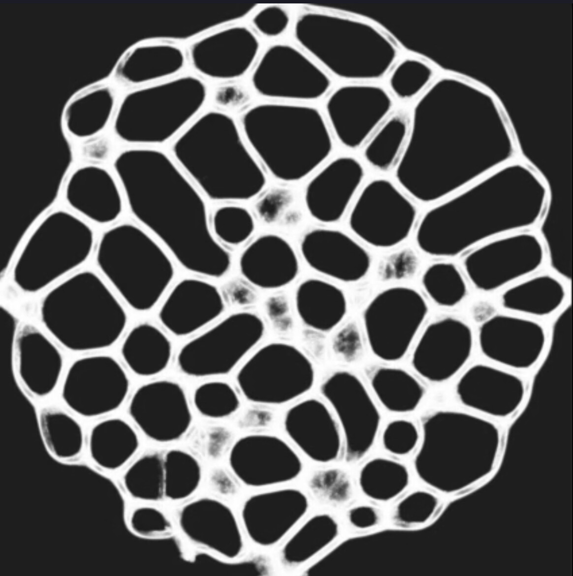 ArtStation - Slime Mold Simulation