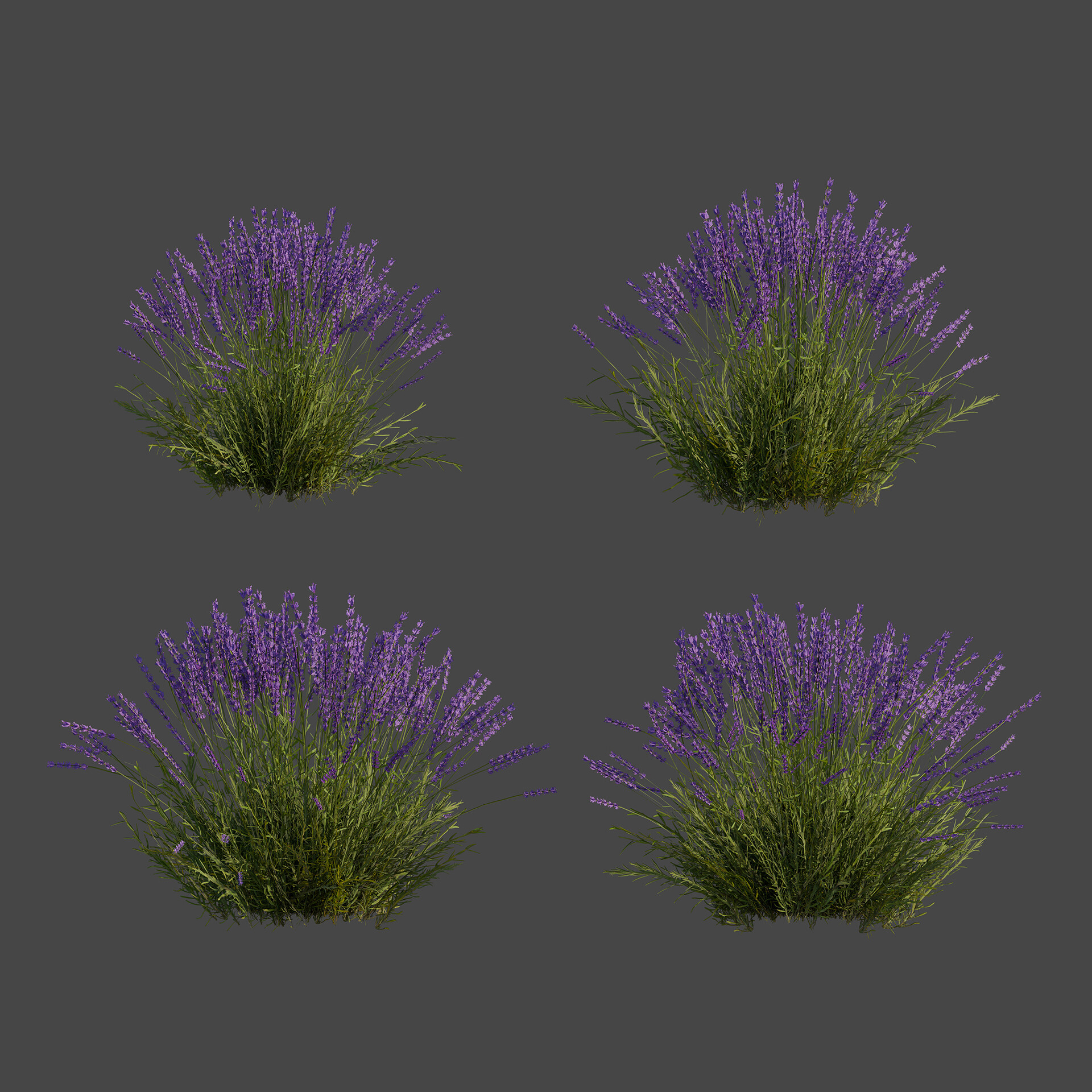 ArtStation - Lavender