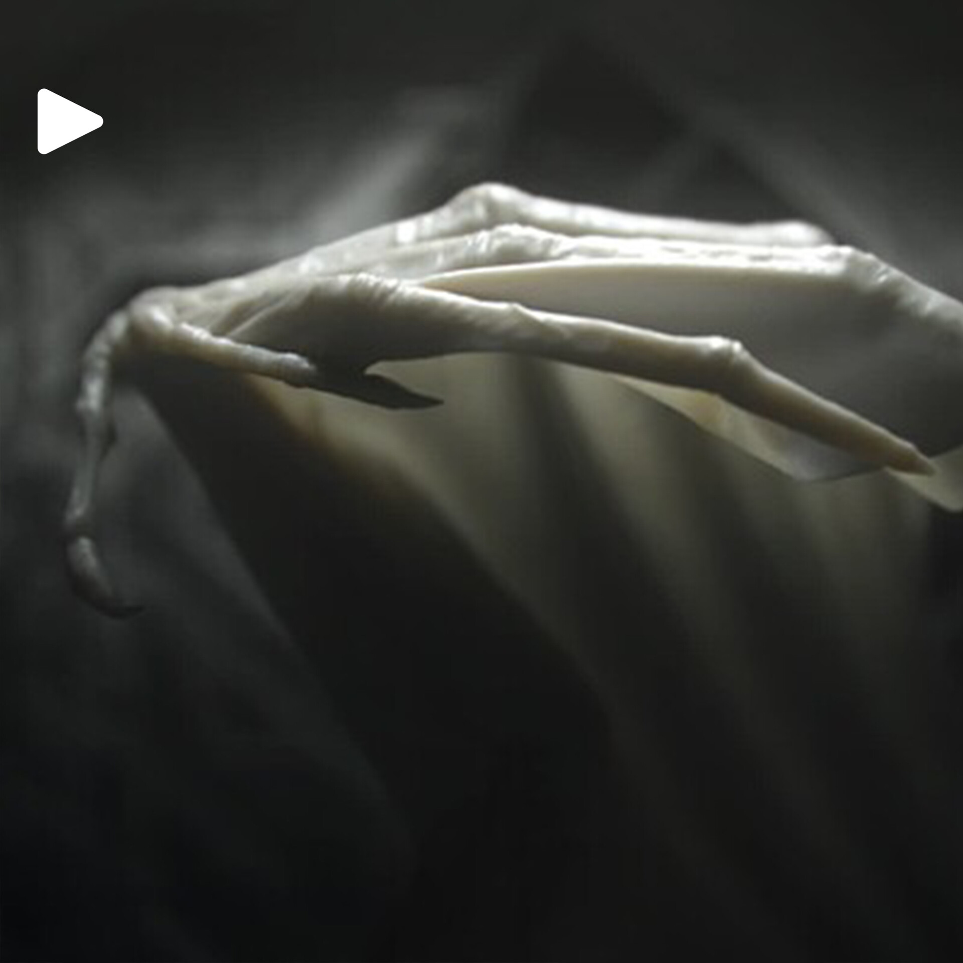 ArtStation - Organic Creature Movement Studies