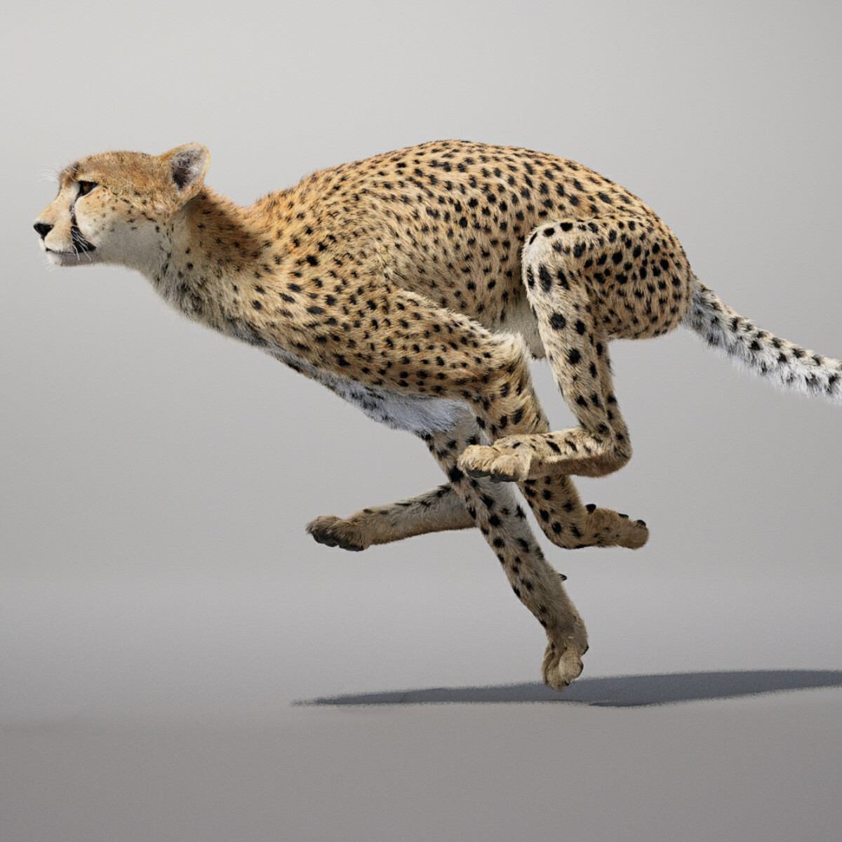 ArtStation - Cheetah Animated - UE Character Asset