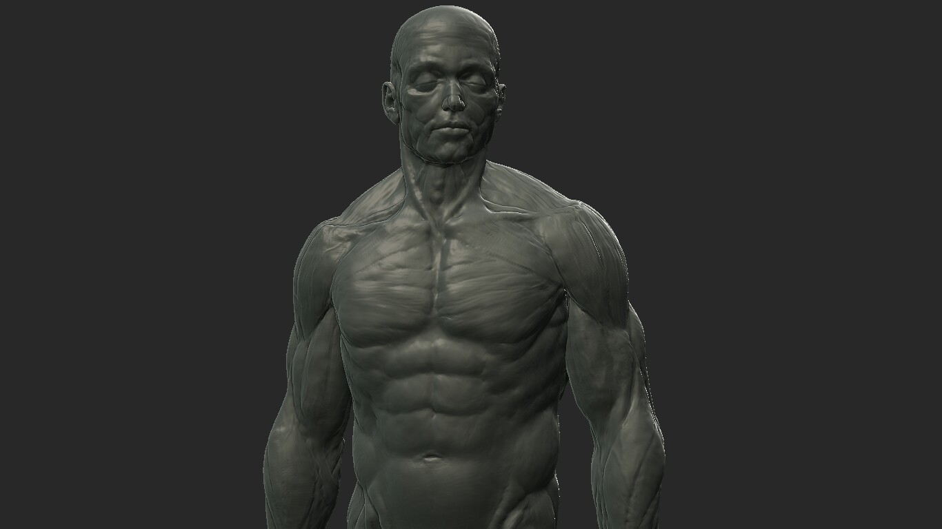 ArtStation - Anatomy study - Ecorche