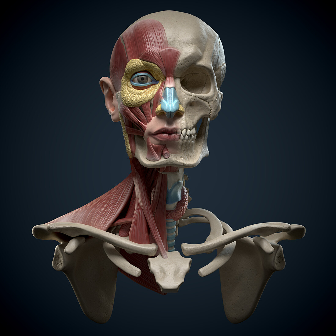 ArtStation - Head Anatomy Ecorche: Skull and Muscles