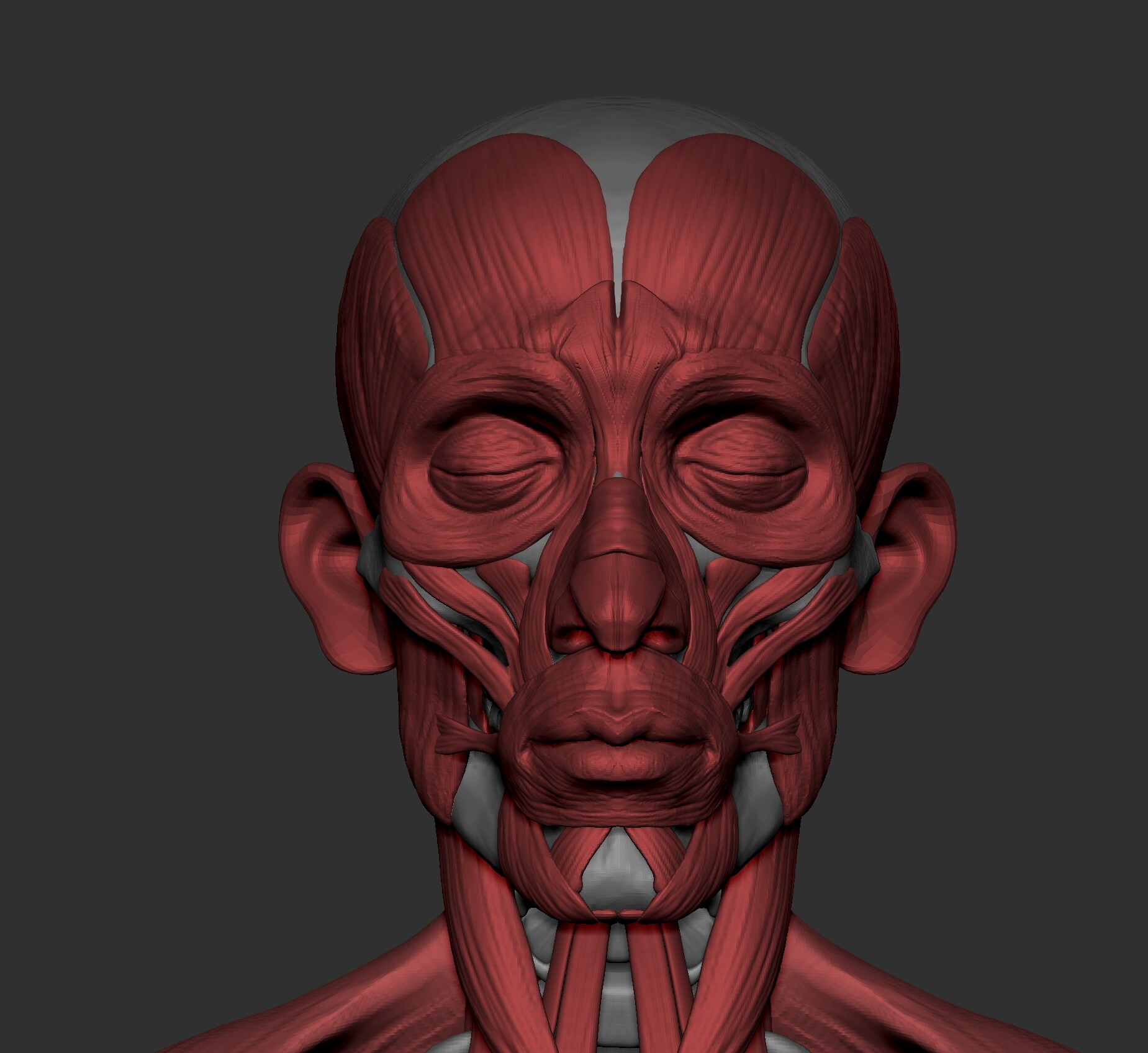 ArtStation - muscle anatomy practice（2024）