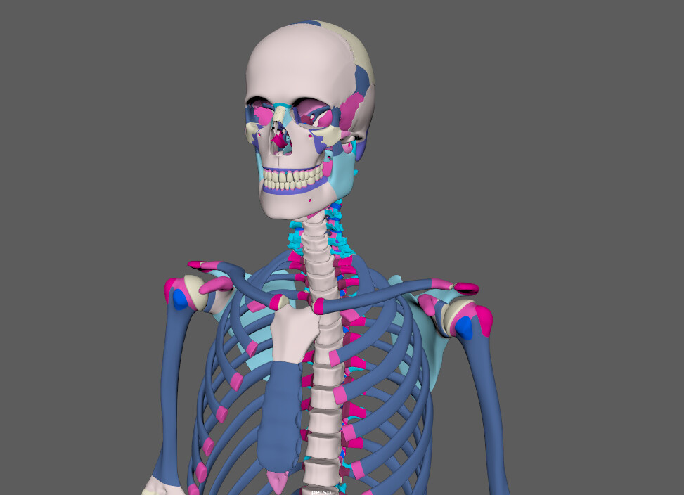 ArtStation - Medical Harbour - BioAtlas Human Atlas Skeleton System