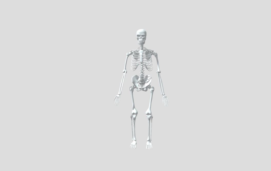 ArtStation - Human body skeleton 3D