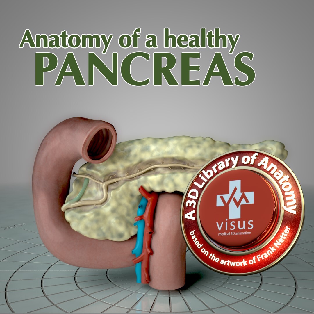ArtStation - Anatomy of a healthy pancreas