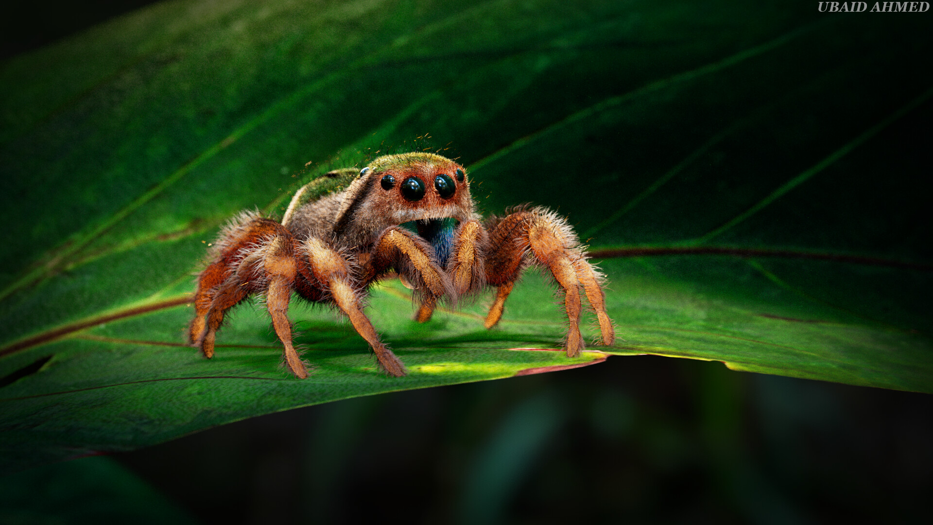 ArtStation - Tiny Spider