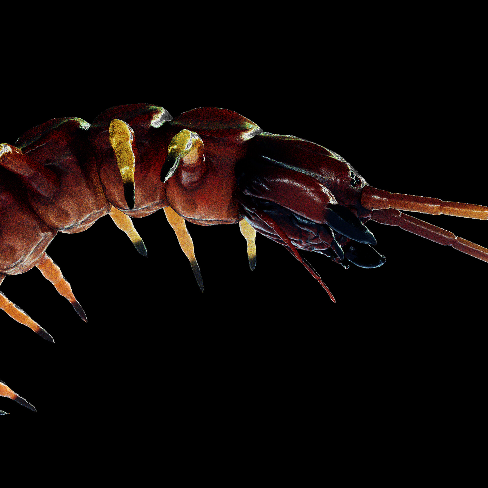 ArtStation - Centipide 3D