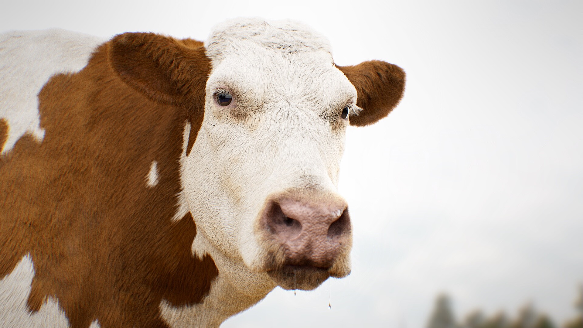 ArtStation - CG Holstein Cow