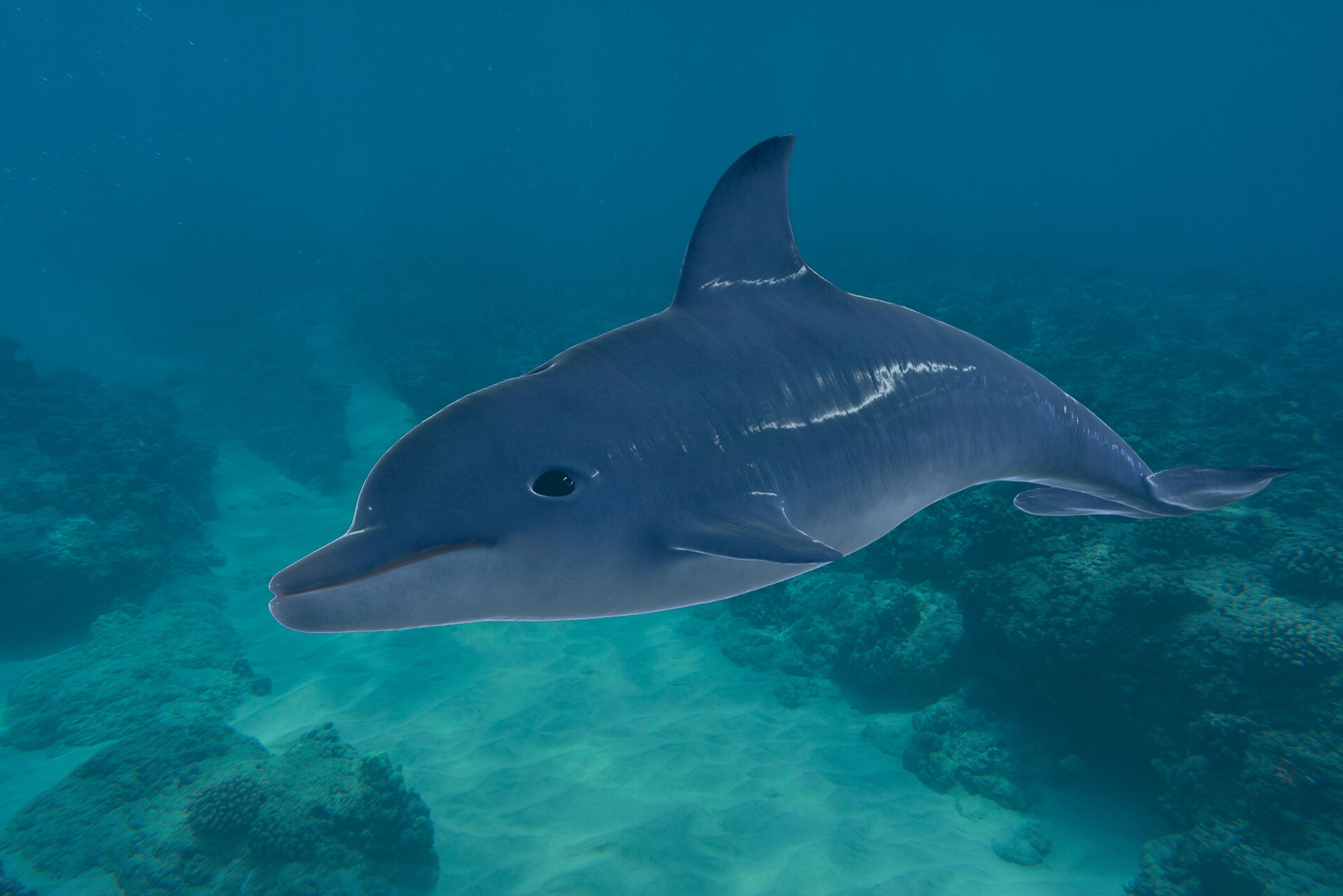 ArtStation - Low-Poly Dolphin Game Asset