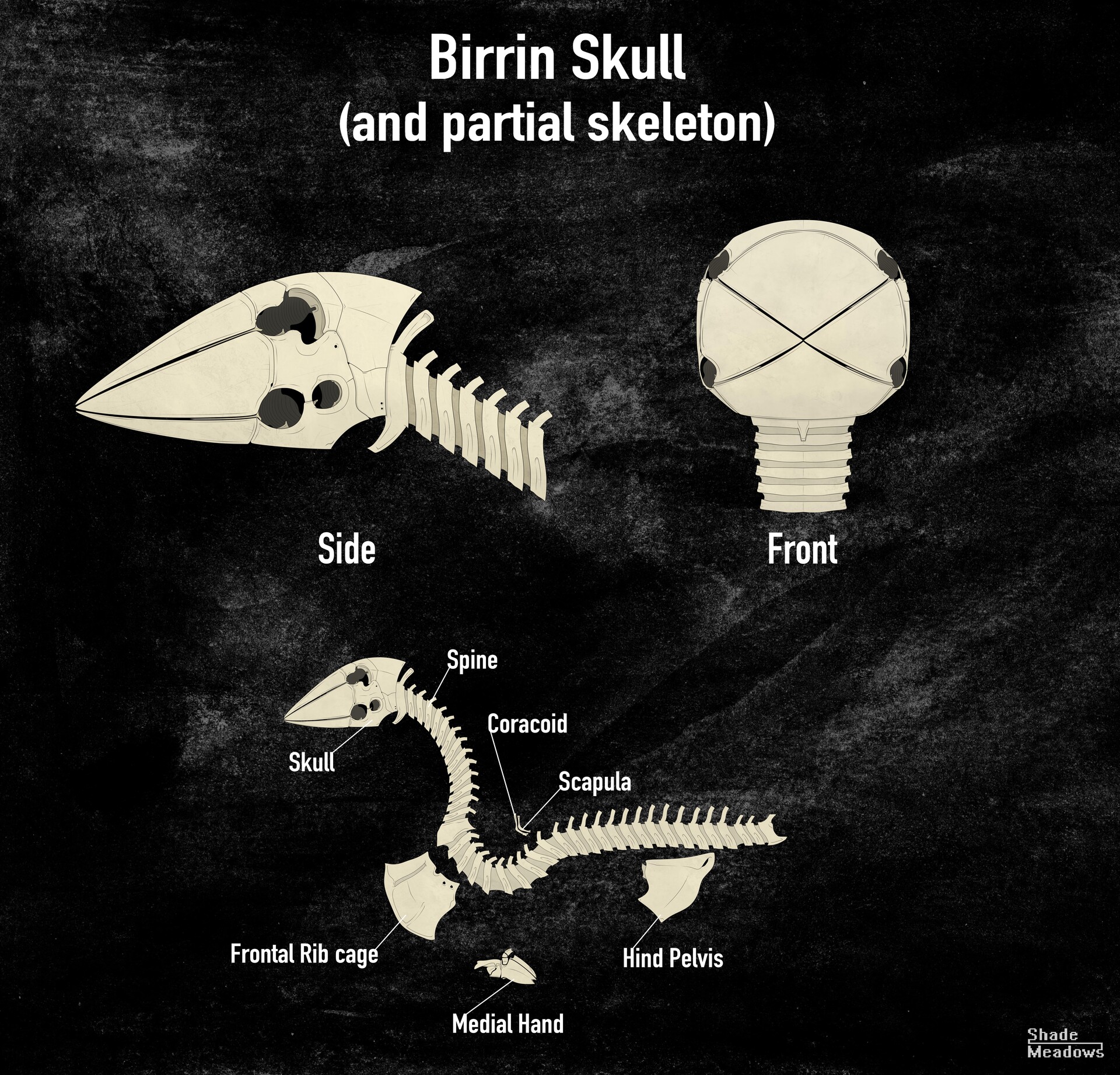 ArtStation - Birrin Skull (and partial skeleton)
