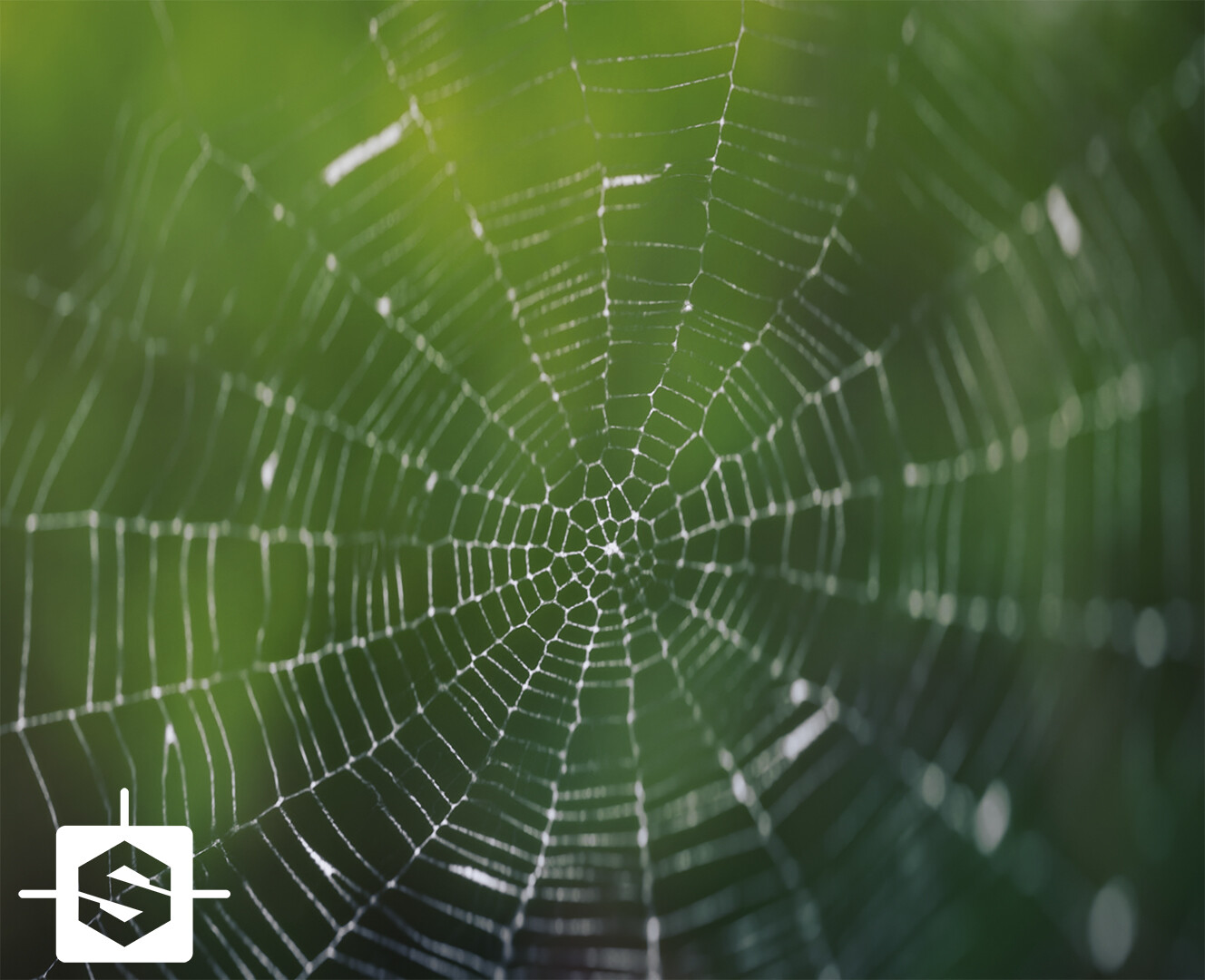 ArtStation - Procedural Spiderwebs Generator