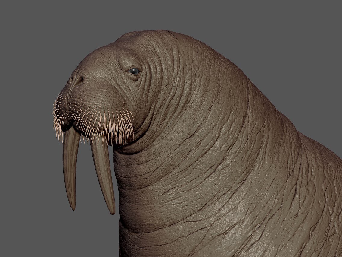 ArtStation - Duncan the Walrus