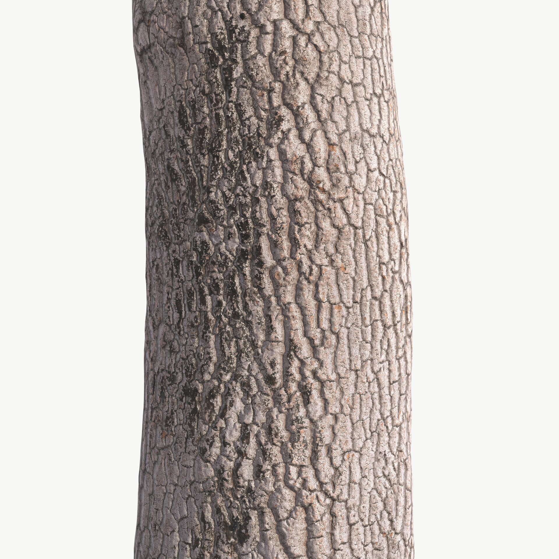 ArtStation - Ash Tree