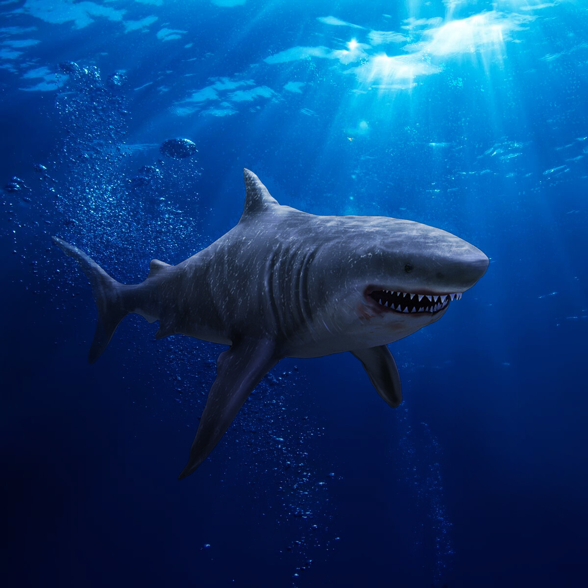 ArtStation - 3D Modeling Shark