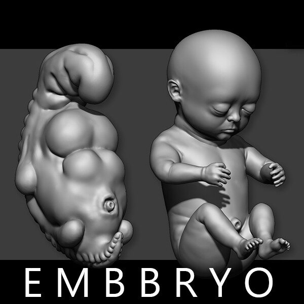 ArtStation - Human Embryo
