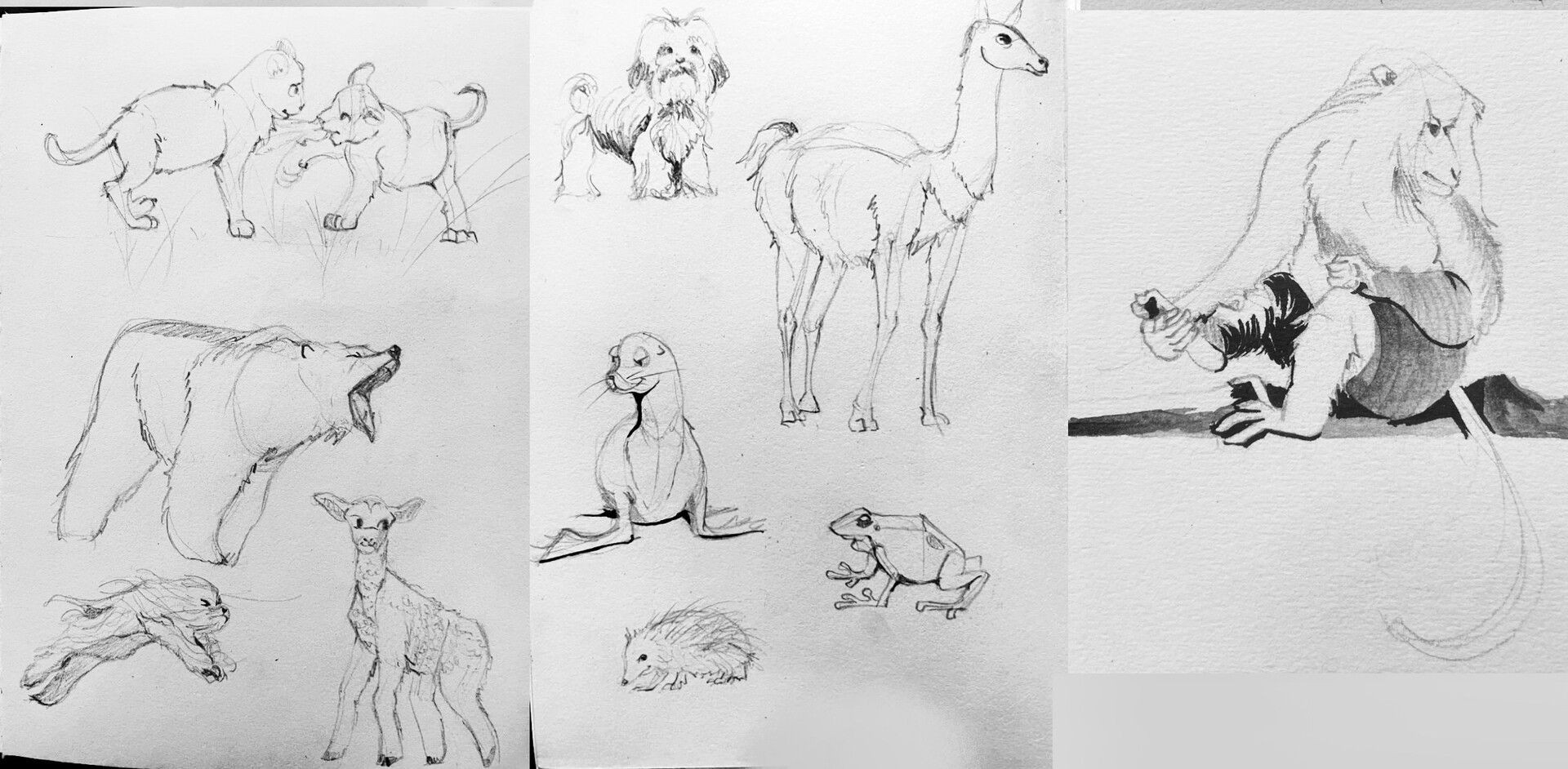 ArtStation - Animal Anatomy Course